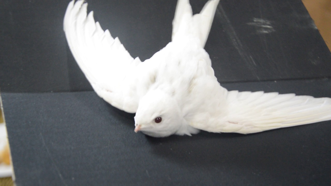 Albino swift - Серпокрилець альбінос - YouTube