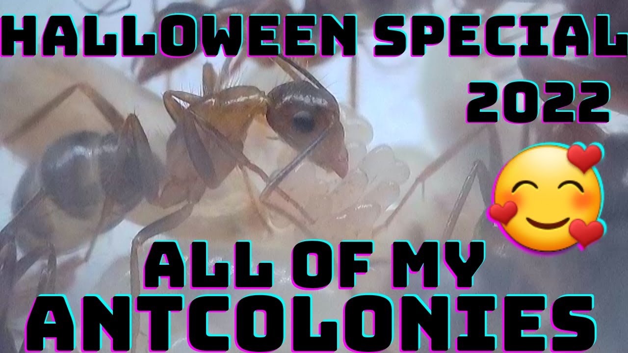👻 halloween special 2022 👻 (ALL) of my ant's 2022😊 - YouTube