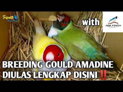 Breeding Gold Amadin atau Gouldian Finch di ulas lengkap di Video ini ...