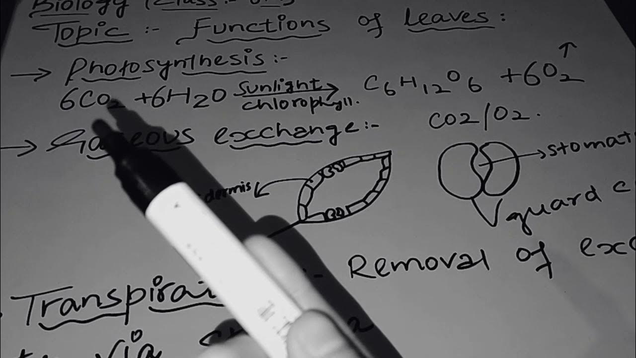 Functions Of A Leaf Bio YouTube functions-of-a-leaf-bio-youtube