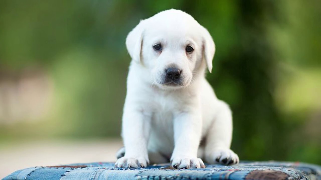 Puppy Dog Crying | Sound Effect | [Download Link] - YouTube