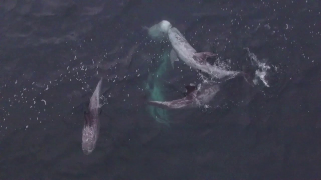 Delfin de Risso en Reserva Marina - Isla Chañaral - YouTube