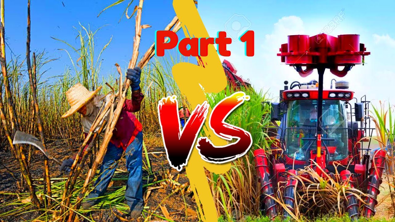 Sugarcane Harvesting Manually (Labour) VS Harvester Machine, Which is ...