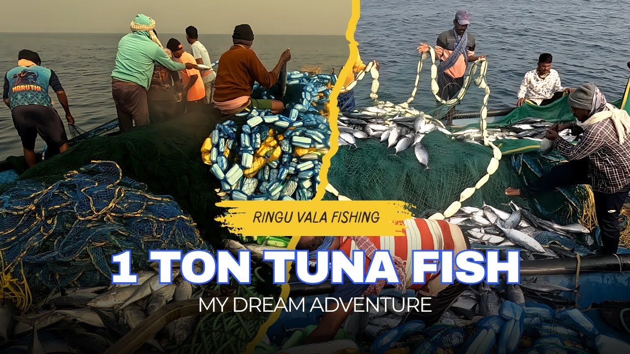 టన్ను సూర చేపలు పడ్డాయి చాల రోజులకి || Ton Tuna Fish - YouTube