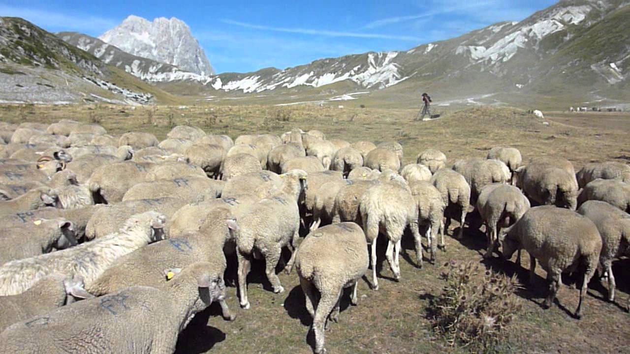Cani da gregge al lavoro, PN Gransasso Laga - YouTube