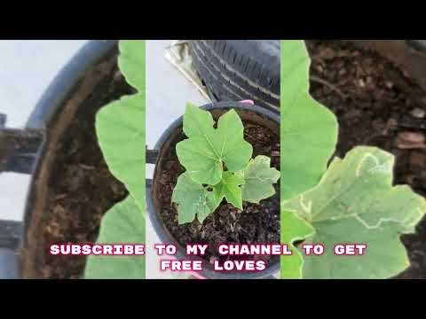 Watch this beautiful plants and feel relax ( (kumro ful) idk the name ...