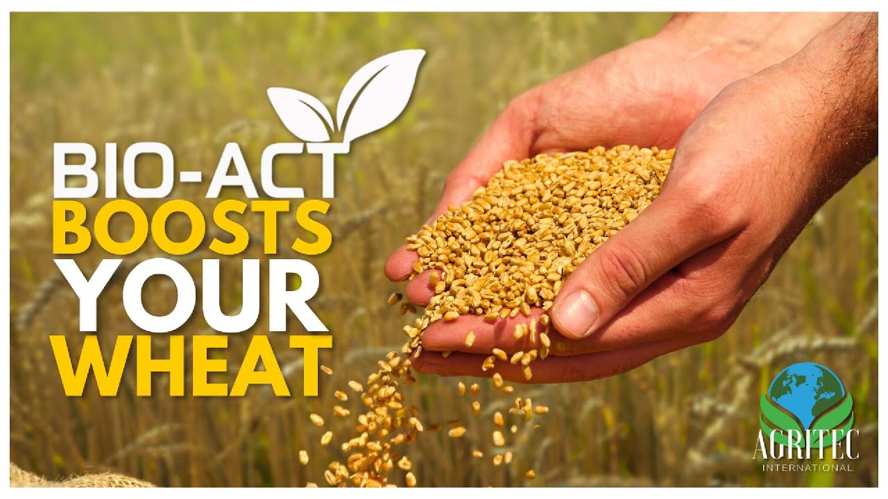 Improve Your Wheat with BIO-ACT | AgriTec International Liquid Calcium ...