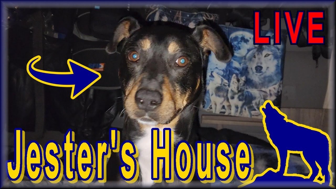 Jester's House LIVE Stream for Watch Hours - YouTube
