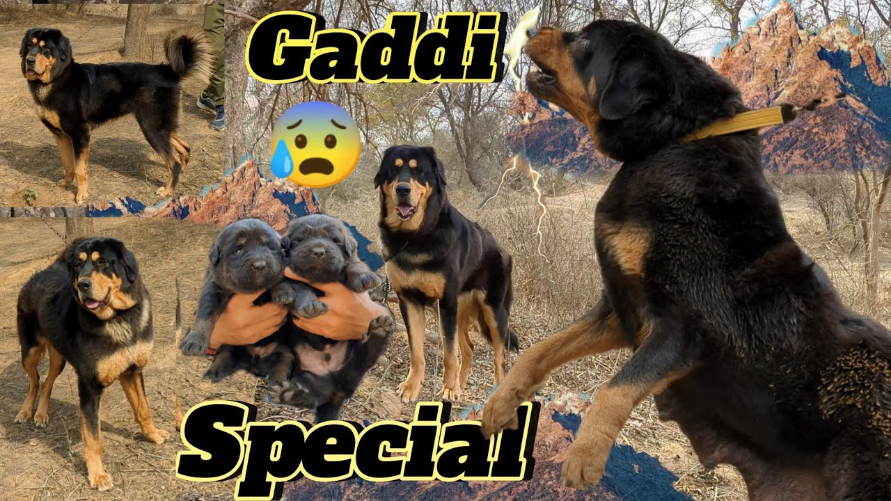 🔥Gaddi Special 🔥 All information about Gaddi Breed.( Puppies😍 also ...