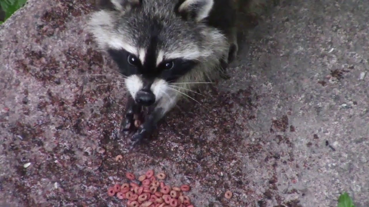 Raccoon Eating Food - YouTube