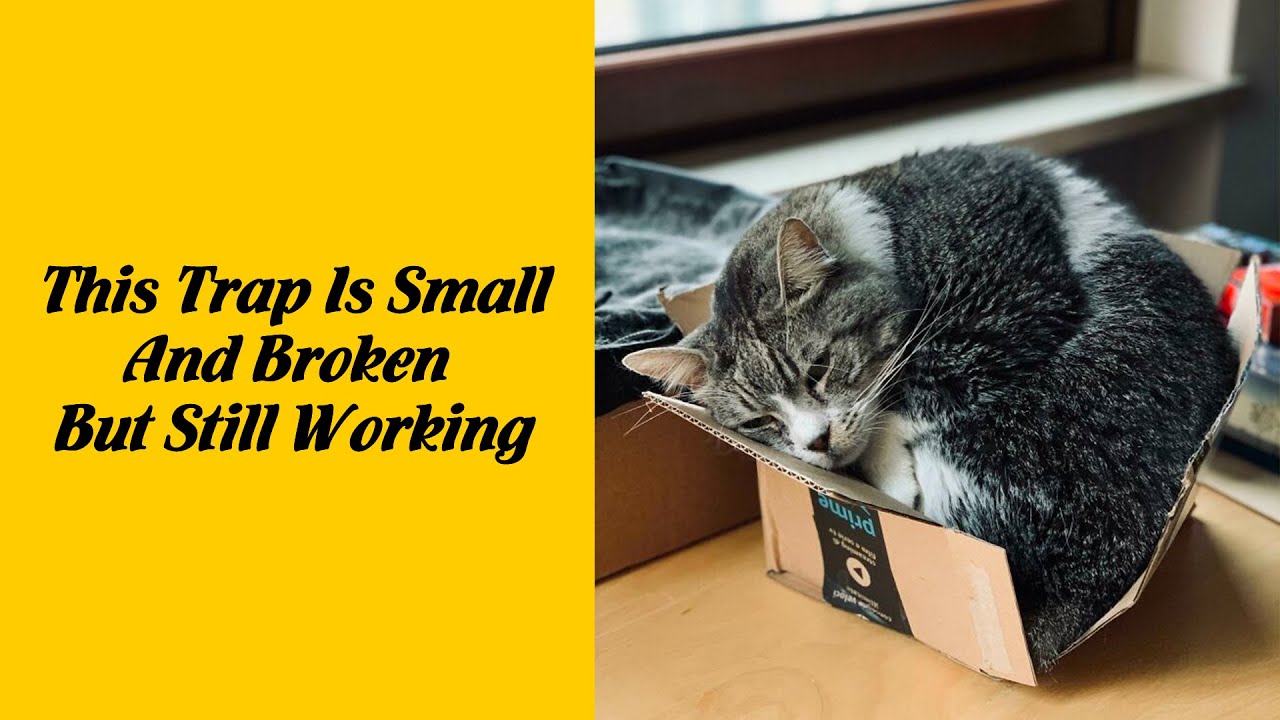 50 Times Cat Owners “Set A Trap” To Catch Them And It Was Successful 2/ ...