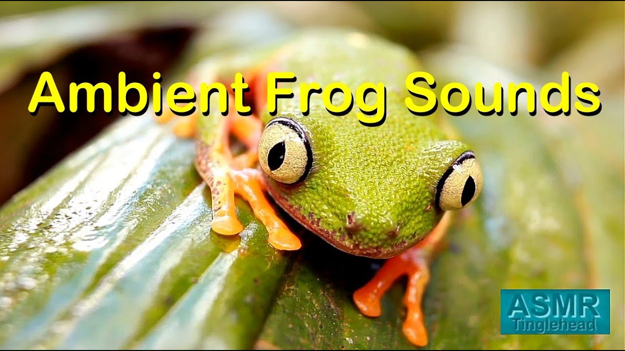 ASMR Relaxation and Sleep - Ambient Frog Sounds - YouTube