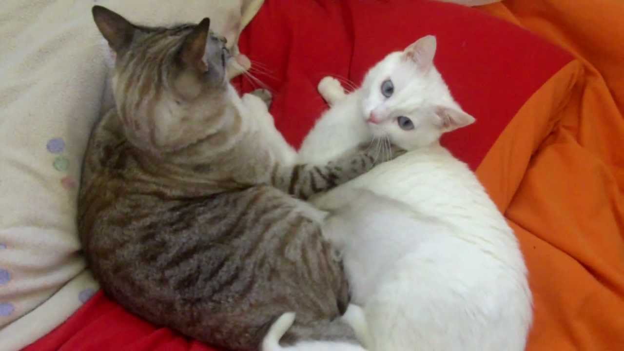 Gatos limpiandose - YouTube