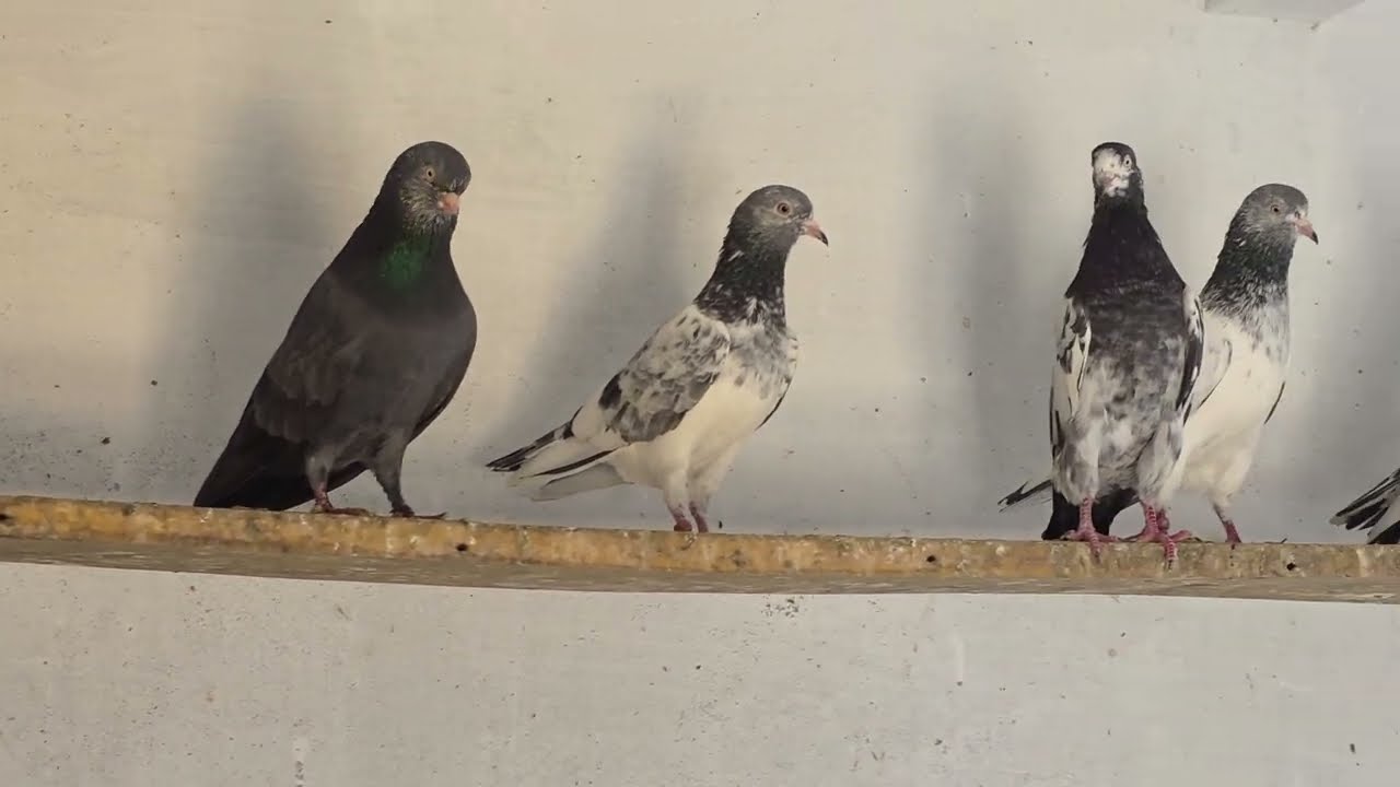 🕊🔥🏆Teddy And Golden All Pigeon is a breeding king🏆🔥🕊Top Quality Pure ...
