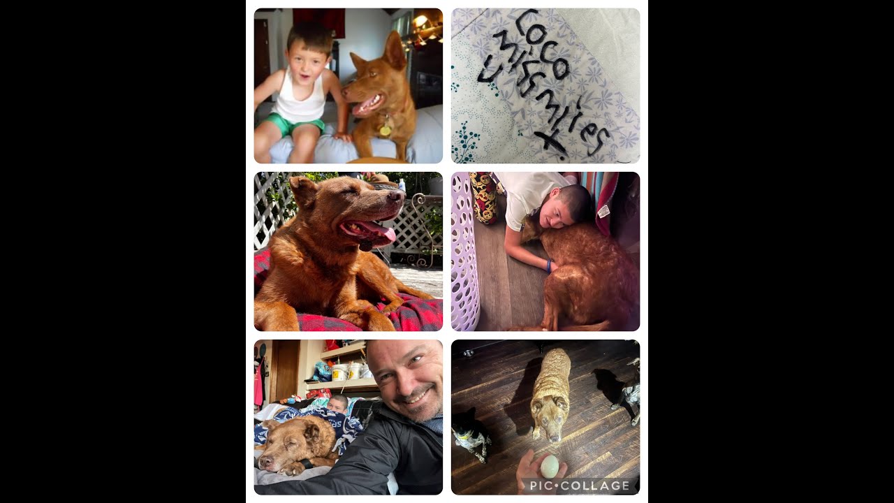 Coco The Dog Legacy - Final Days & Reflection - YouTube