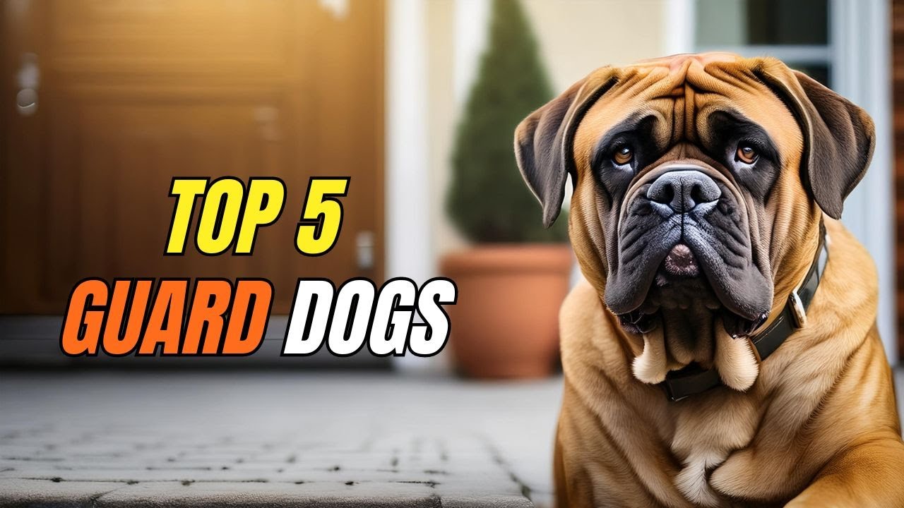 TOP 5 GUARD Dog Breeds For Families - YouTube