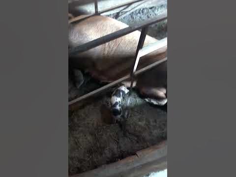 БЕДОЛАГА. - YouTube