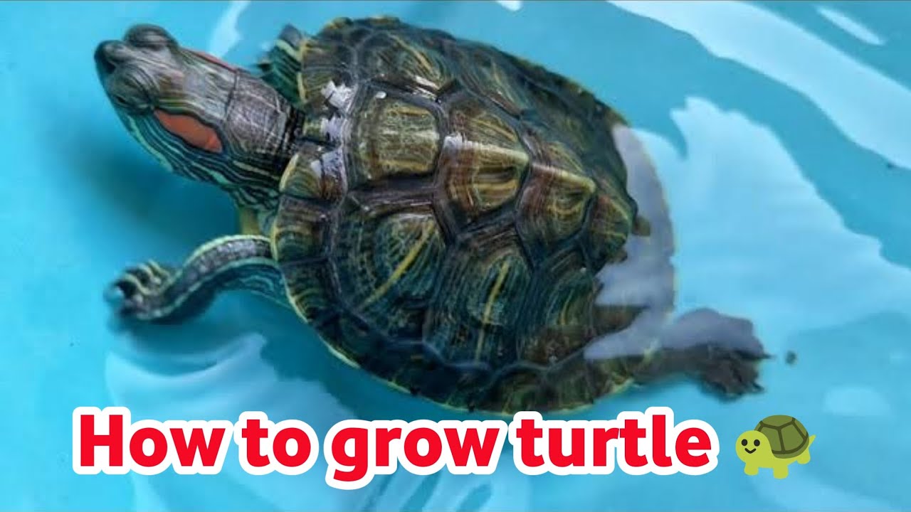 how to grow a healthy Turtle 🐢 8 month update red eared slider turtle ...
