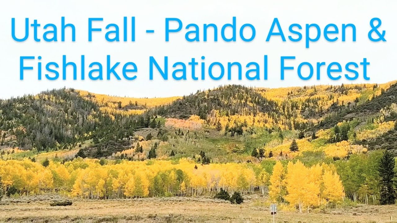 Utah Fall - Pando Aspen and Fish Lake - YouTube