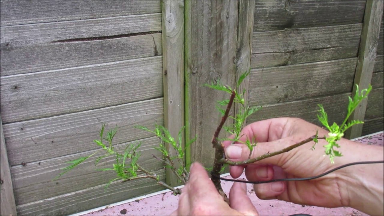 Royal Alder Bonsai Update May 2019 - YouTube
