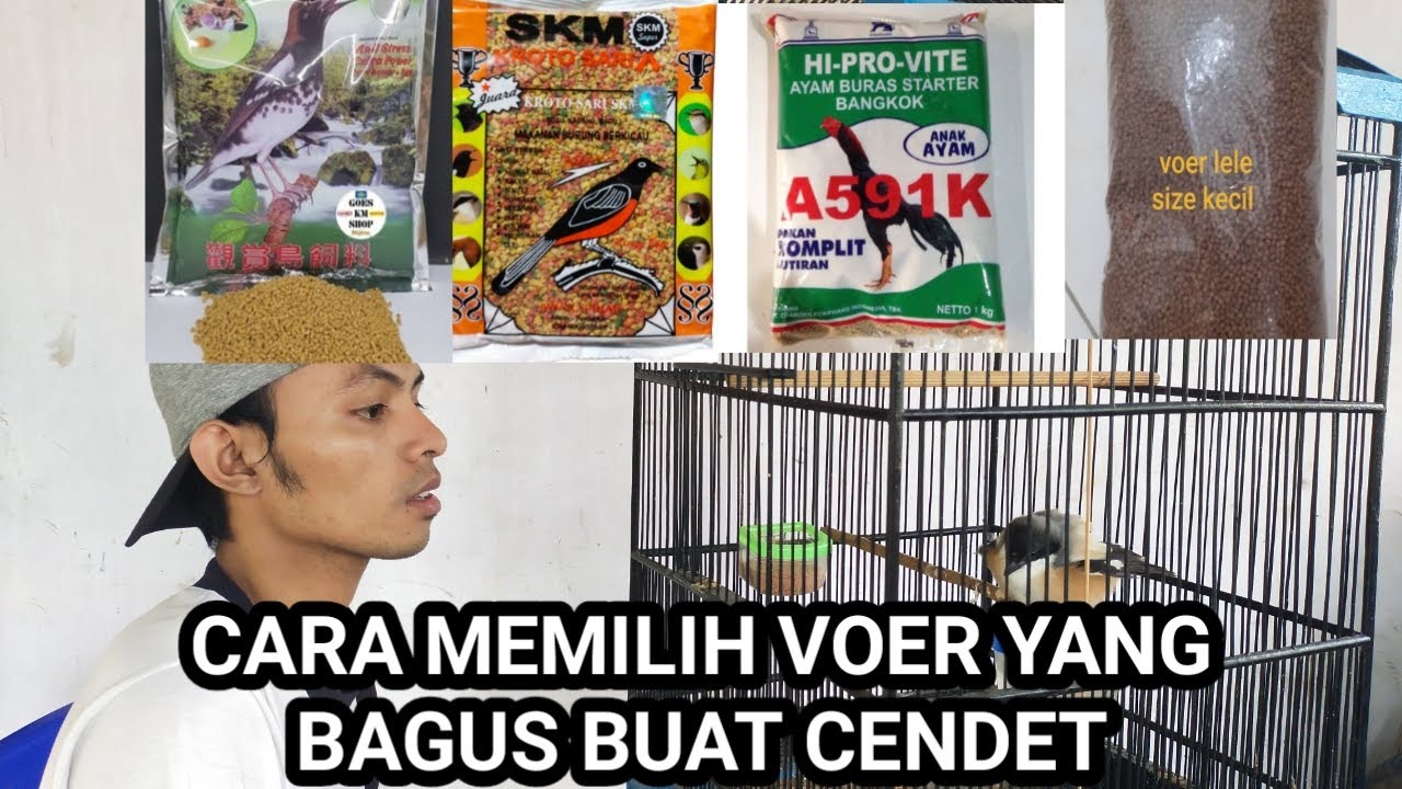 memilih voer buat cendet - YouTube