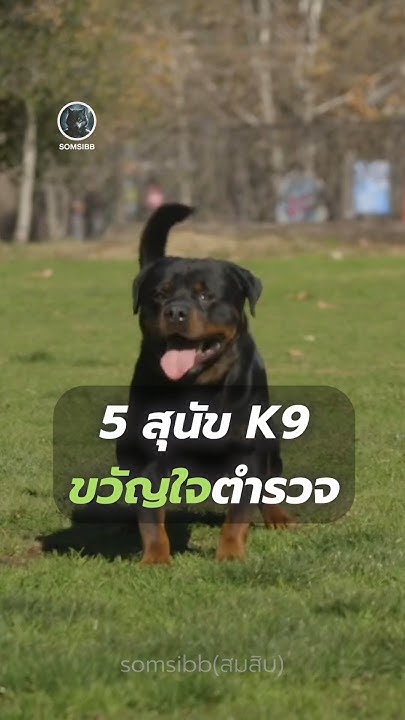 5สุนัขK9 #หมา #dog #ความรู้ #สาระ #animals - YouTube
