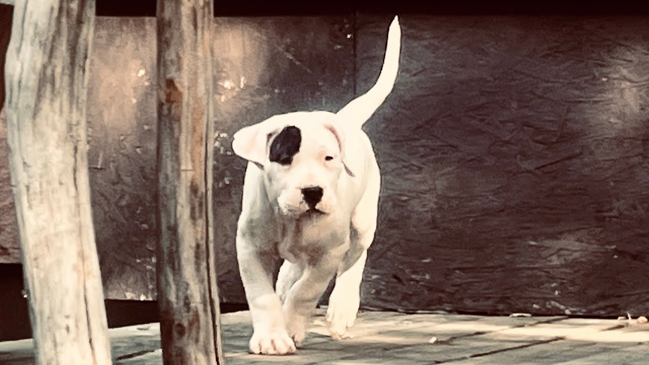 Pure Dogo Argentino Puppy for Sale Family Raised Large Pirate Female ...