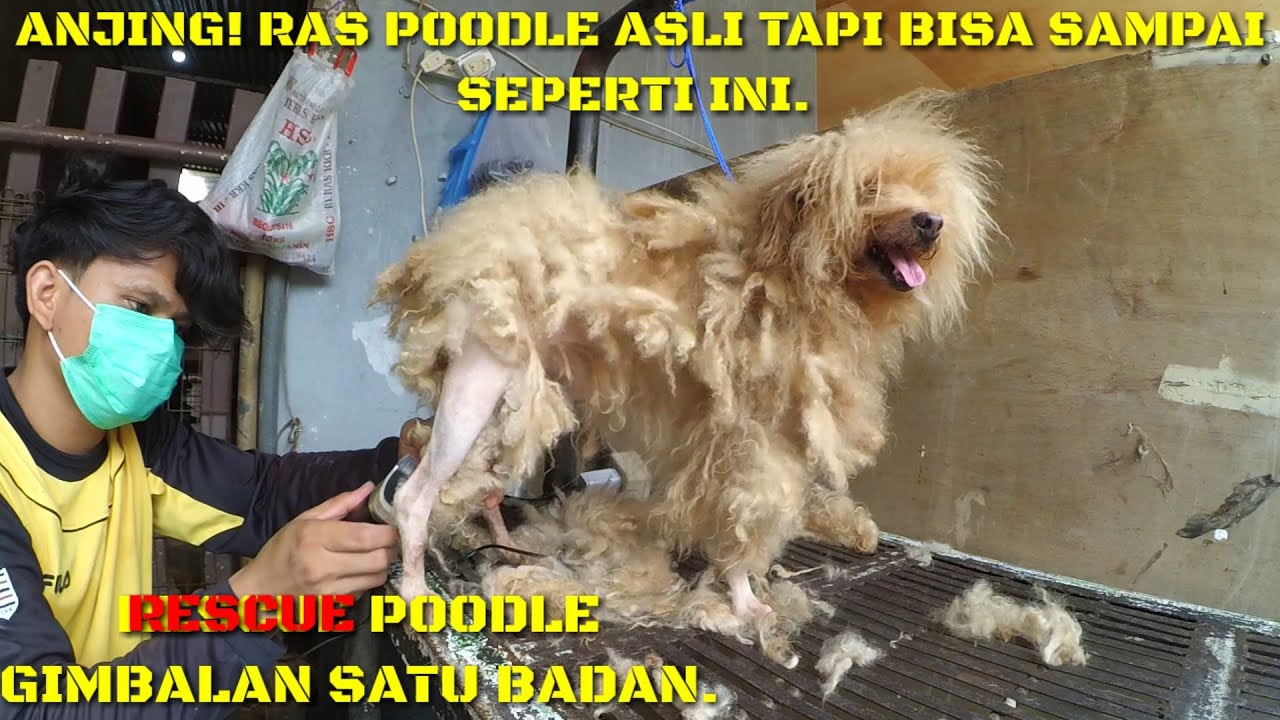 RESCUE ANJING!! BULU GIMBAL SATU BADAN || ANJING!! MASIH CANTIK CUMA ...