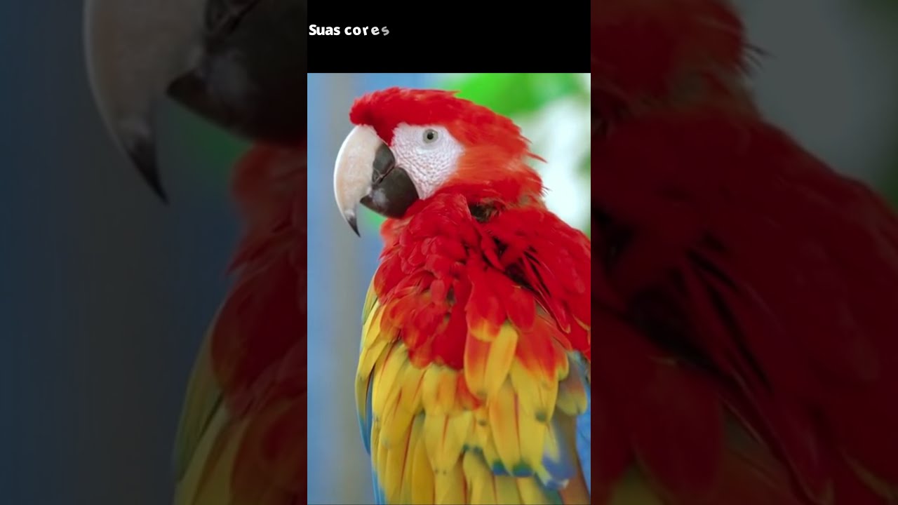 💖Araracanga, A Bela e Mais Famosa Arara do Brasil!🤗😍🦜 - YouTube