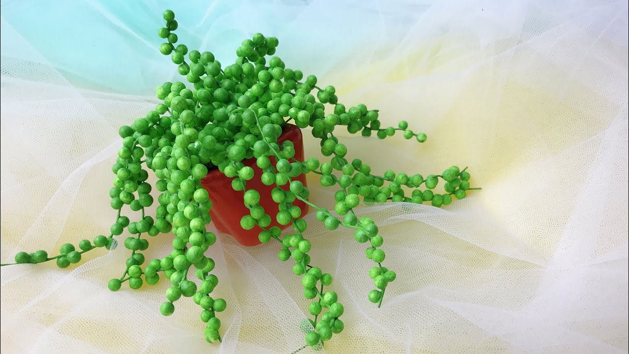 ABC TV | How To Make String Of Pearls Succulent Plant - Craft Tutorial ...