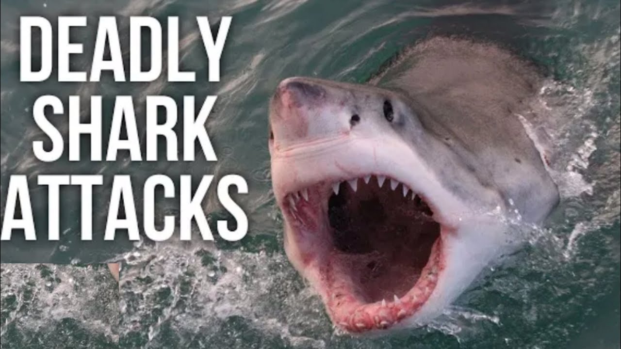 sharks ATTACK.. GREAT WHITE SERIAL KILLER - YouTube