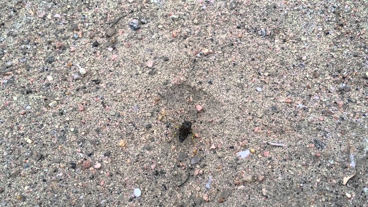 Sand Wasp building burrow and laying eggs - YouTube