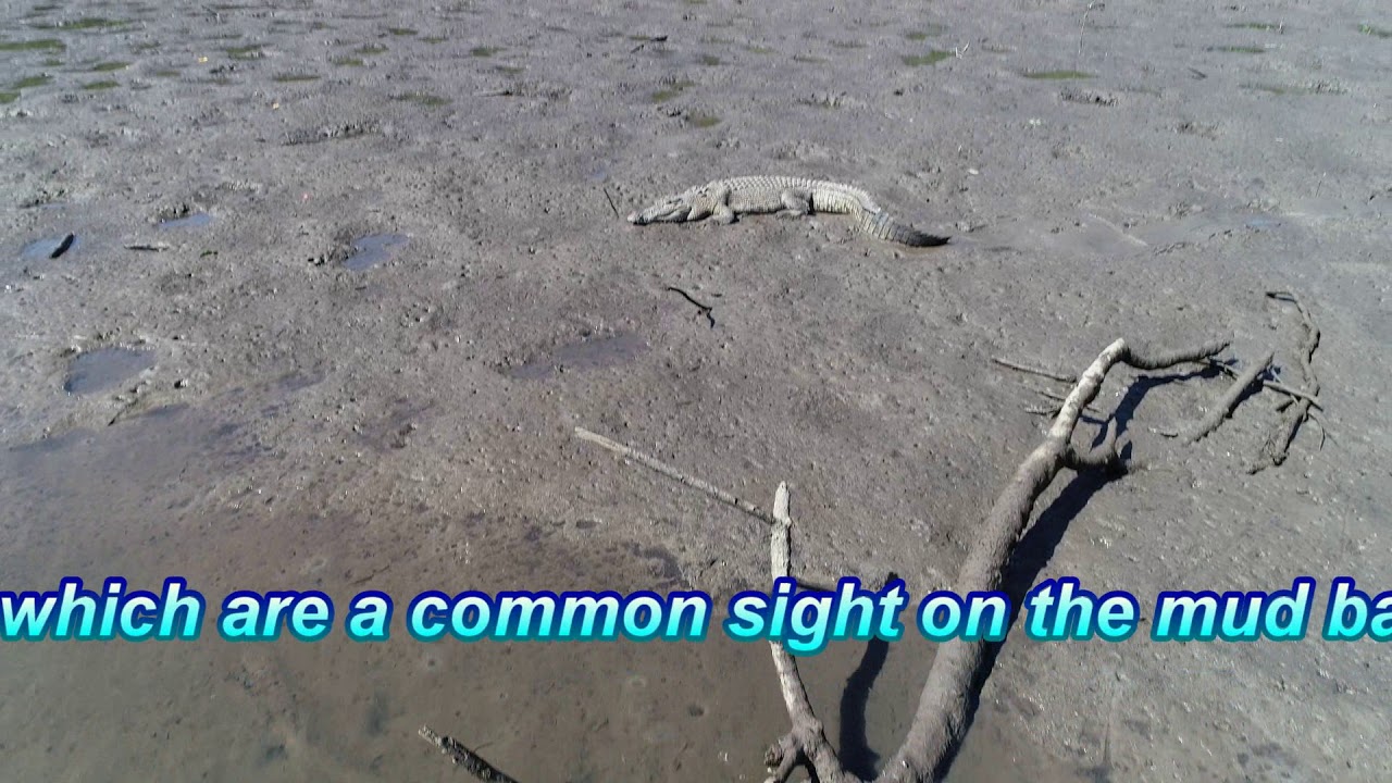 Crocodiles on the Mowbray River - Phantom Drone 21st July 2018 - YouTube