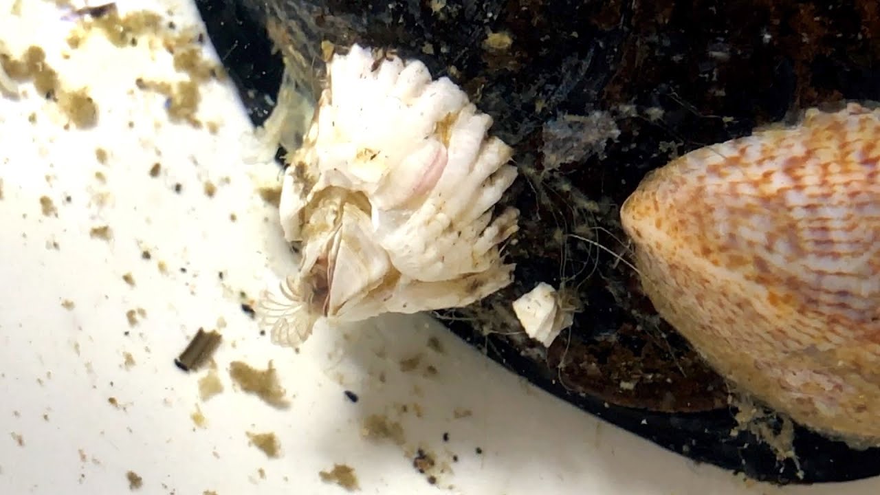 How mussels, clams, crabs and barnacles breathe under water? We caught ...
