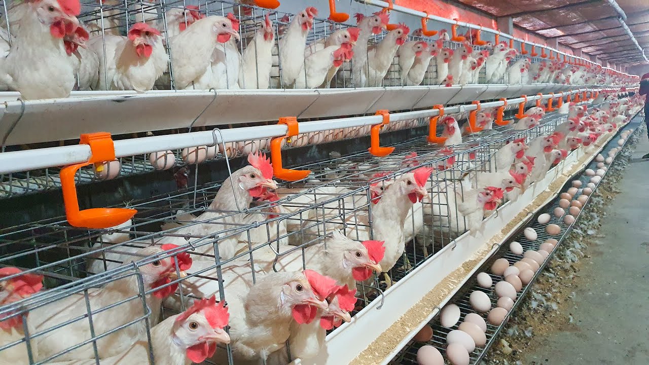 Large Scale Chicken Farming Starting A Broiler Chicken Farm | CABI