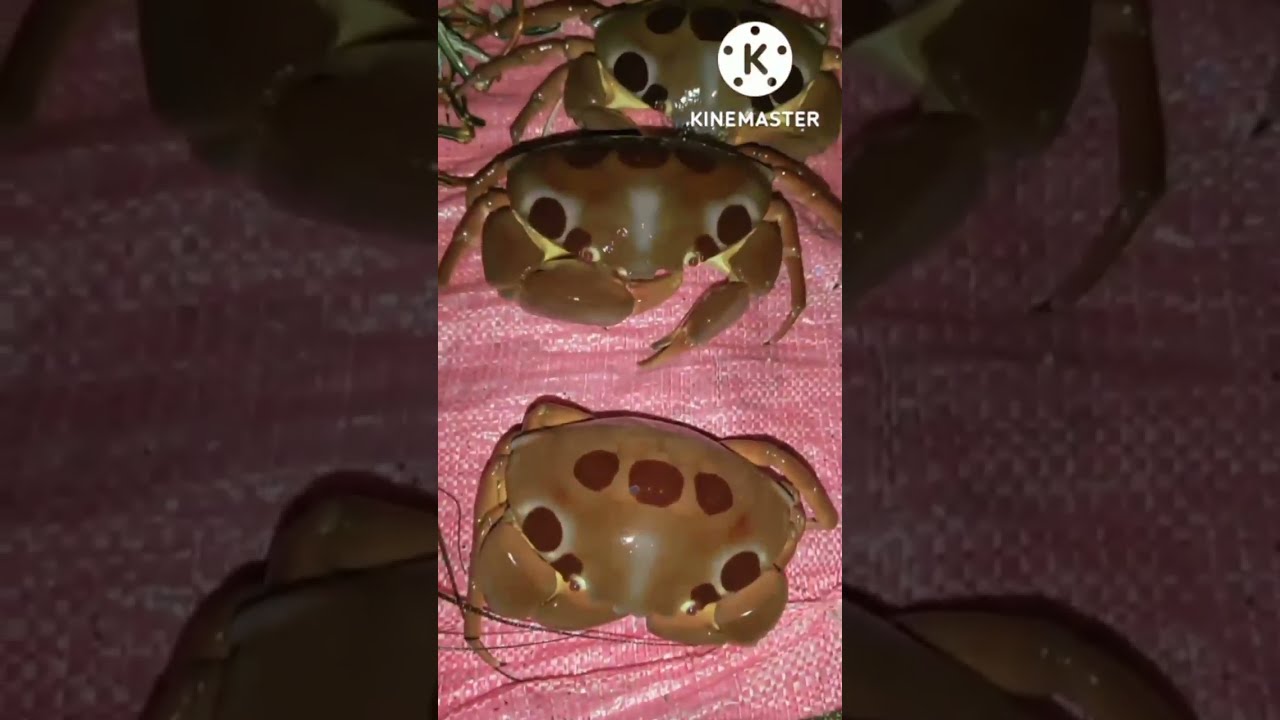 Nakakalason ba ang CRAB na ito?(11dots)P26#wildlife#short#shortfeeds ...