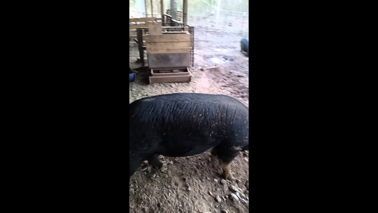 Riding a pig, Gilliland Farm 400 pound boar - YouTube
