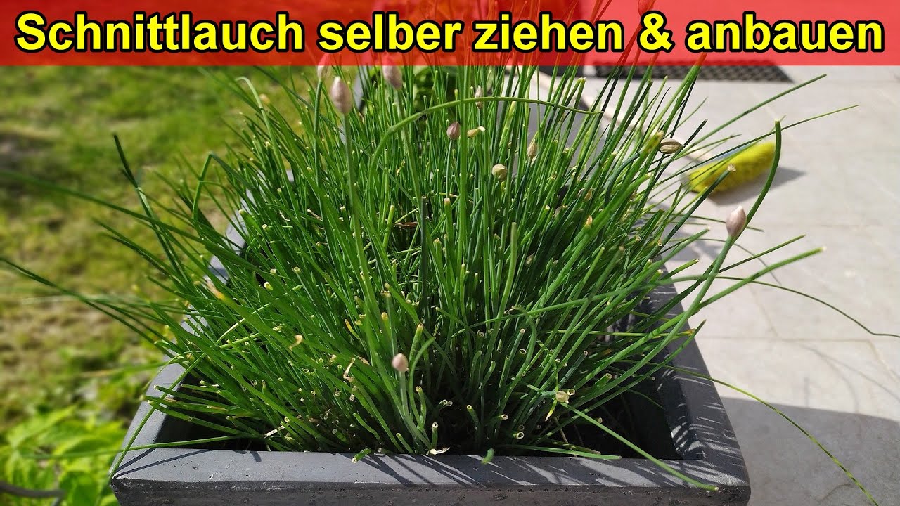 Schnittlauch Selber Ziehen