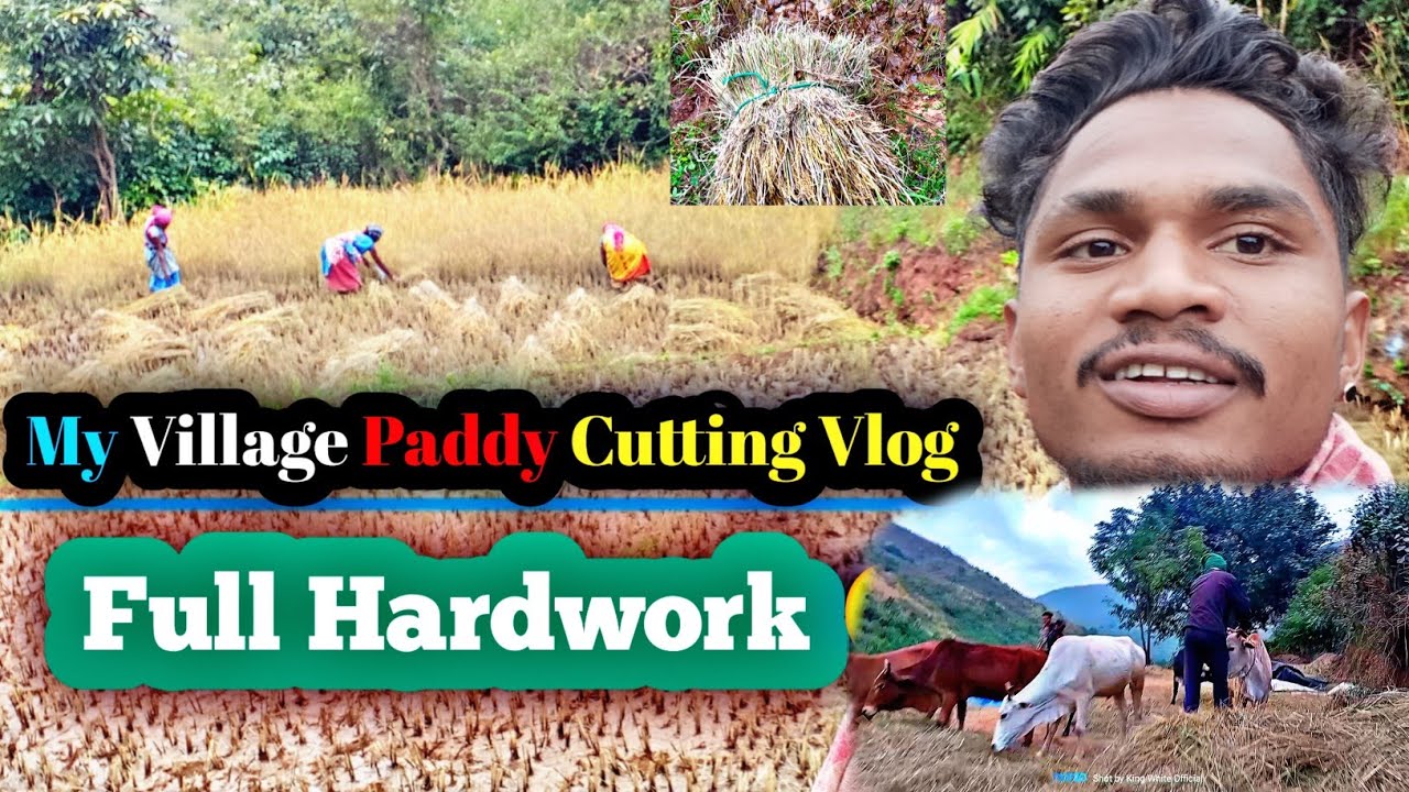 Peddy Cutting Vlog | My Village Paddy Cultivation | My Village Vlog 😜 ...