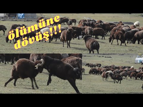 KOÇ' LARIN LİDERLİK DÖVÜŞÜ!!!!!