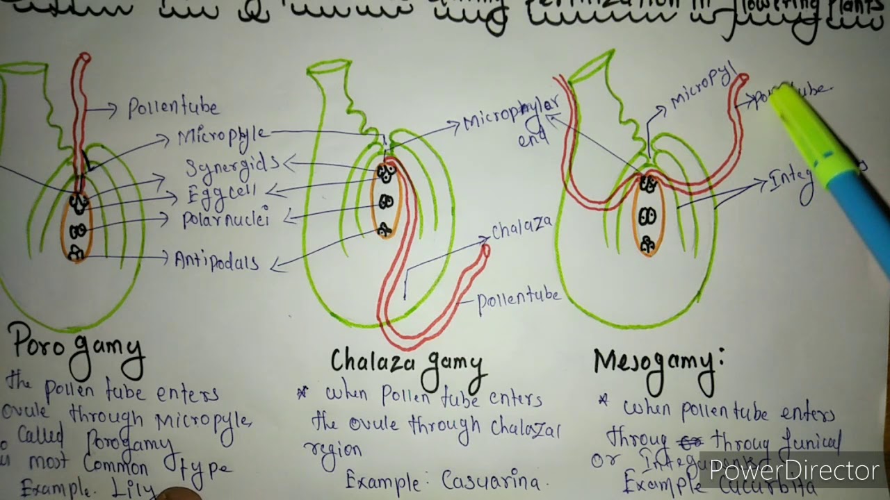 Embryology of flowering plants different path of pollen tube during ...