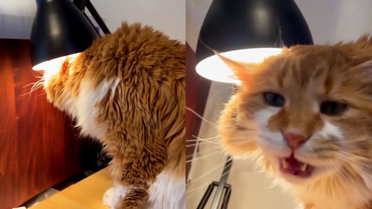Cat Head Under Light Lamp - YouTube