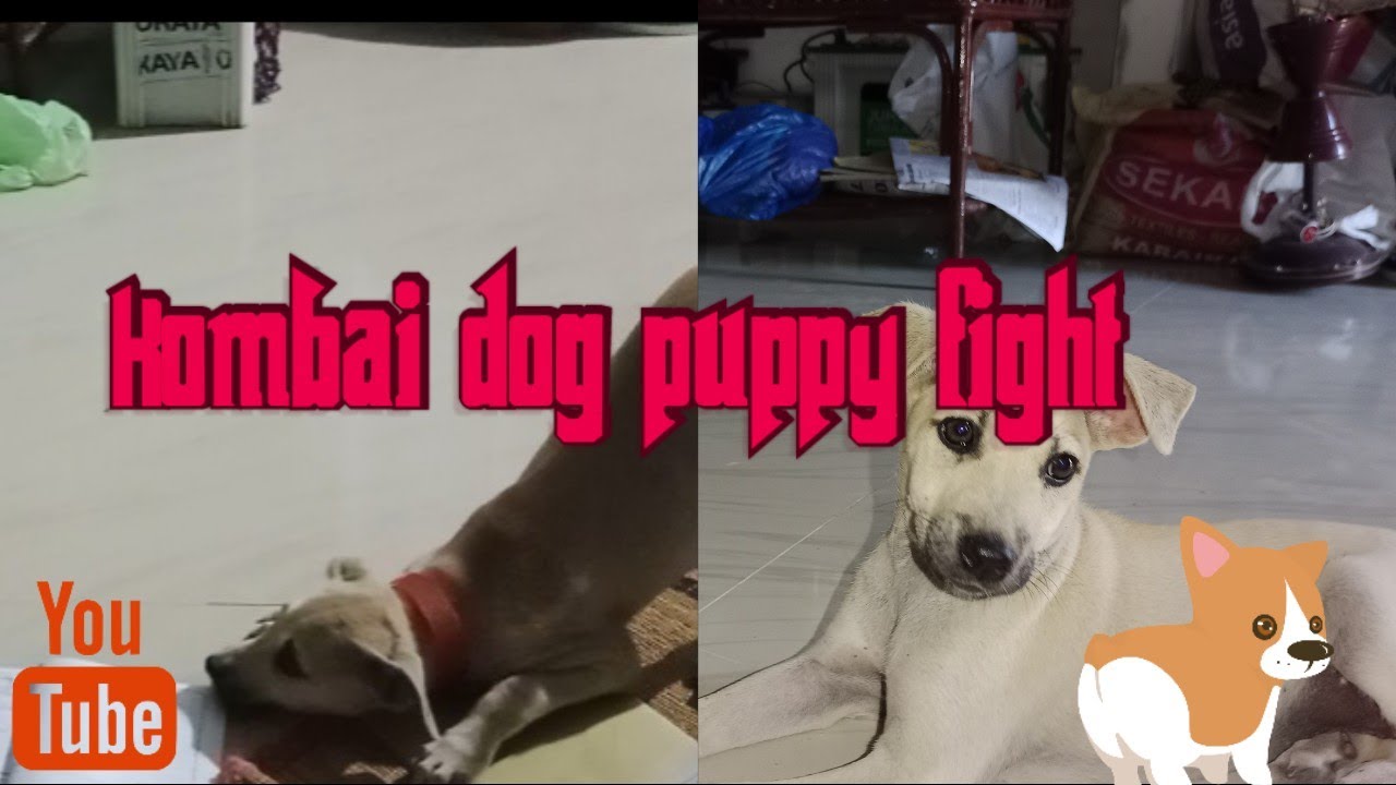 kombai dog puppy 🐶 angry 😡 watch the video and enjoy - YouTube