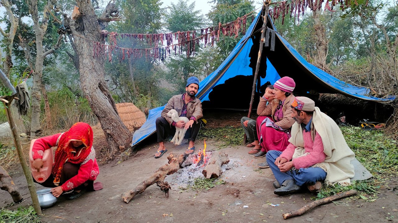 Difficult Lifestyle Of Gaddi Trible ।। Himachali Gaddi Lifestyle ll A ...