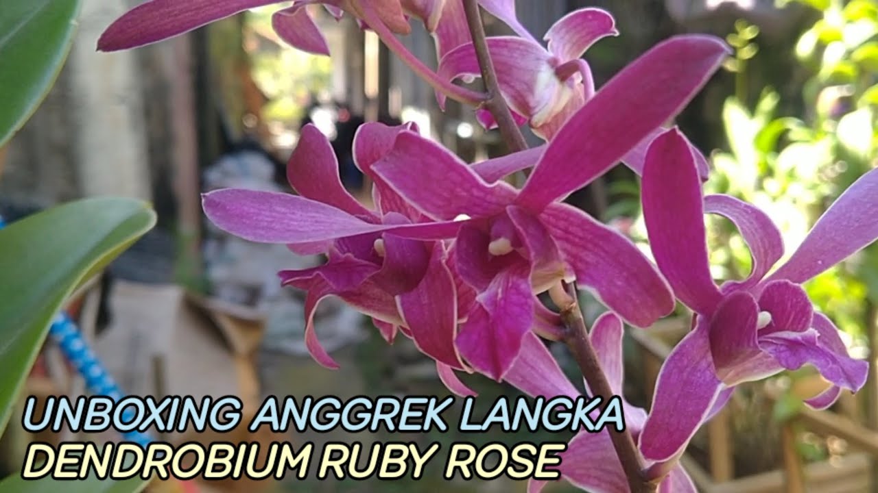 Unboxing Anggrek Langka, Dendrobium Ruby Rose - YouTube
