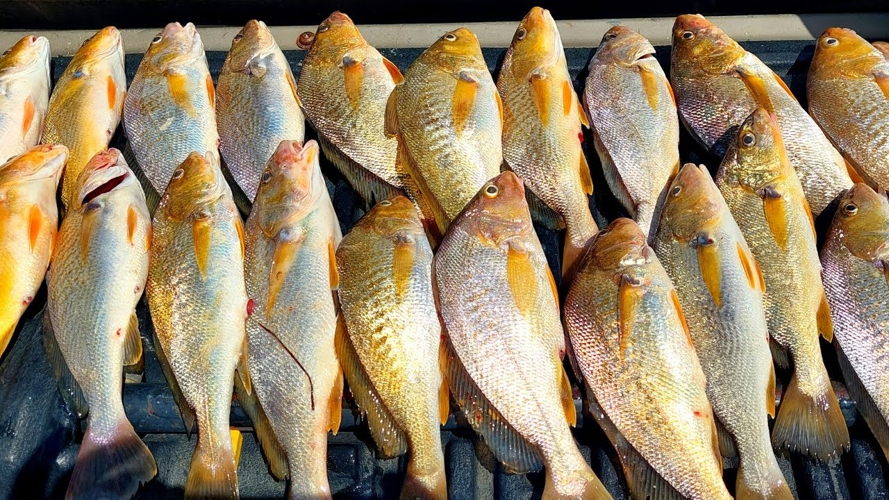 Cockpit CHAOS*** Fishing the St Johns river for GOLDEN CROAKER - YouTube