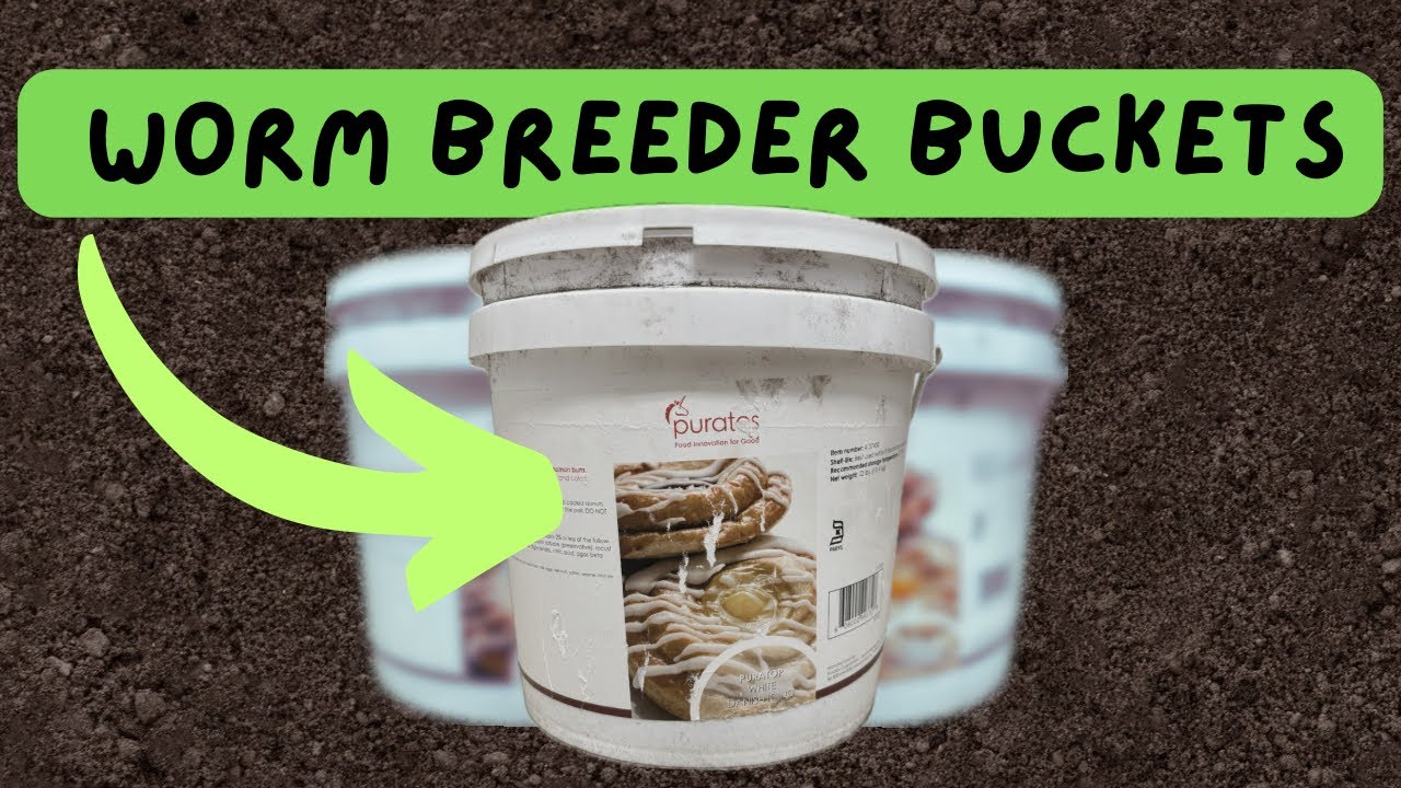 Starting My First Worm Breeding Buckets - YouTube