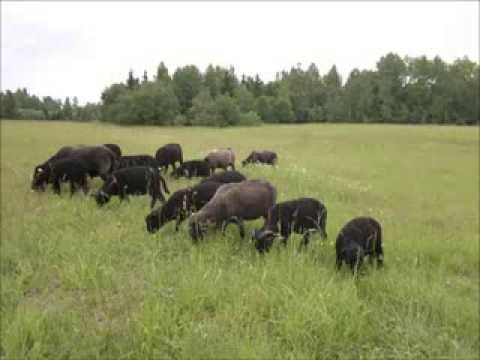 KnowSheep project: Estonian native sheep grazing at Kiltsi Meadow 1 ...