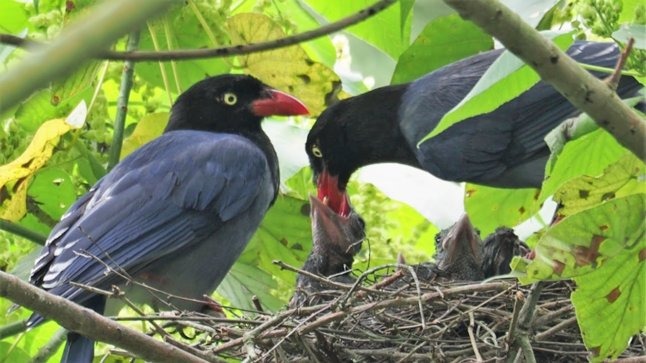 1100415 The Taiwan blue magpies rear their chicks at Nei-Hu. - YouTube