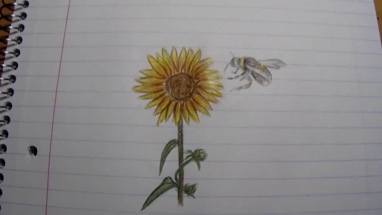 Drawing a Bee & a Sunflower - YouTube